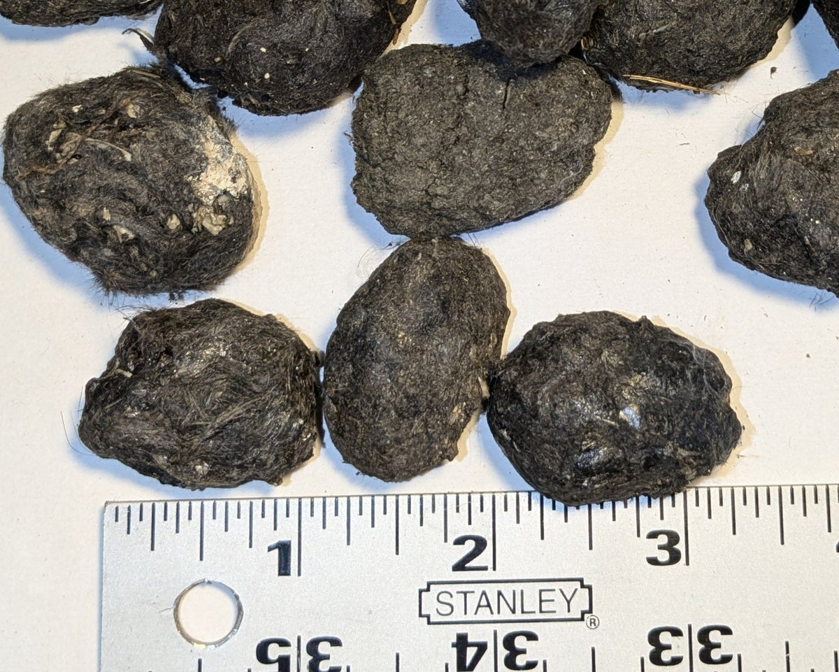 Small Premium Owl Pellets. Not foil wrapped. – Discount Owl Pellets